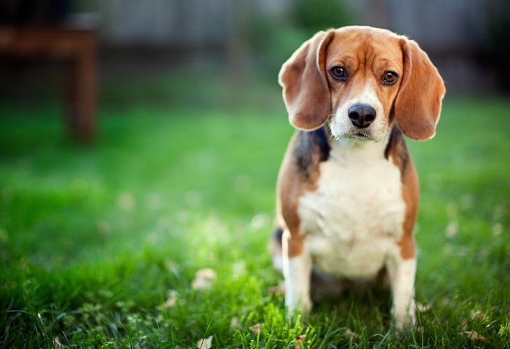 Beagle - Race de chien - Hello Animaux