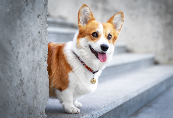Welsh Corgi - Race de chien - Hello Animaux