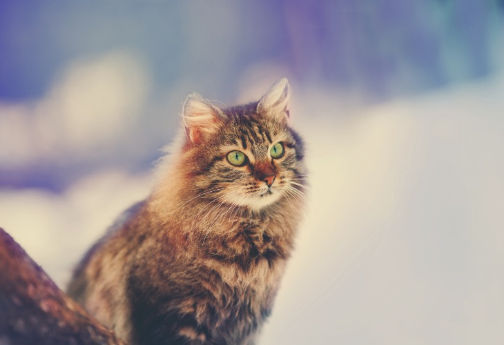 Sibérien - Race de chat - Hello Animaux