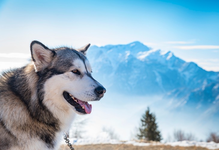 Malamute de l'Alaska - Race de chien - Hello Animaux