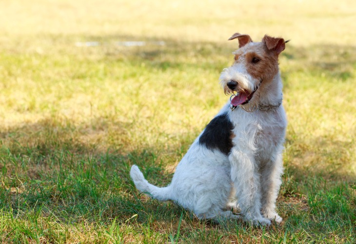 Fox Terrier - Race de chien - Hello Animaux