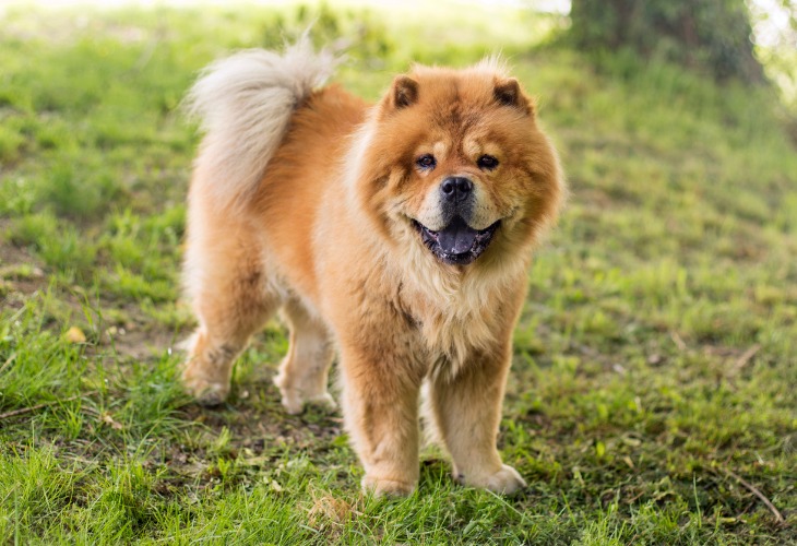 Chow Chow - Race de chien - Hello Animaux