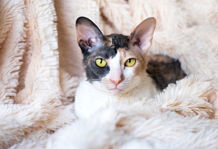 Cornish Rex - Race de chat - Hello Animaux