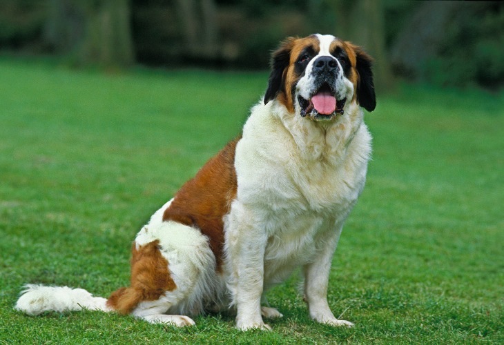 Saint-Bernard - Race de chien - Hello Animaux