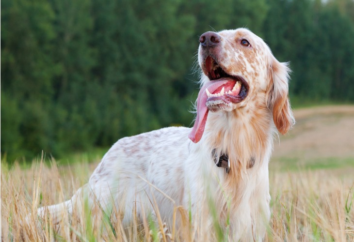 Setter anglais - Race de chien - Hello Animaux
